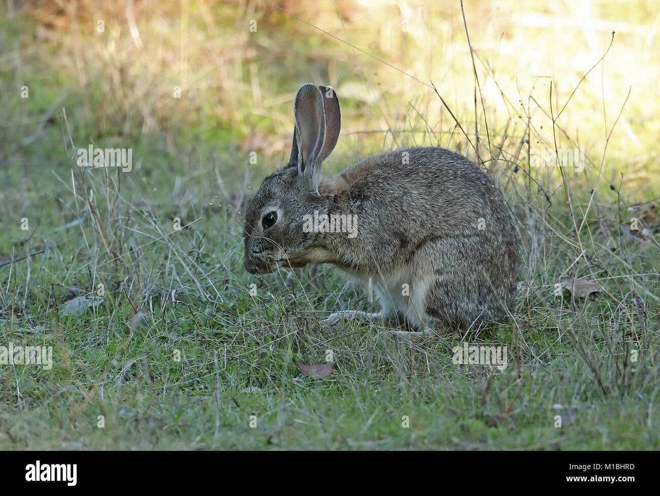 European Rabbit (Oryctolagus cuniculus algirus) male washing face ...