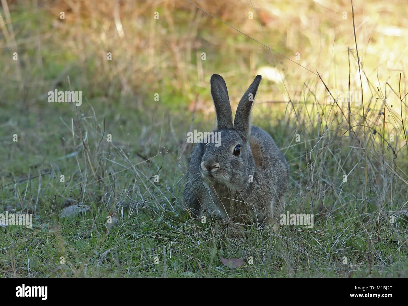 European Rabbit (Oryctolagus cuniculus algirus) male on rough pasture ...