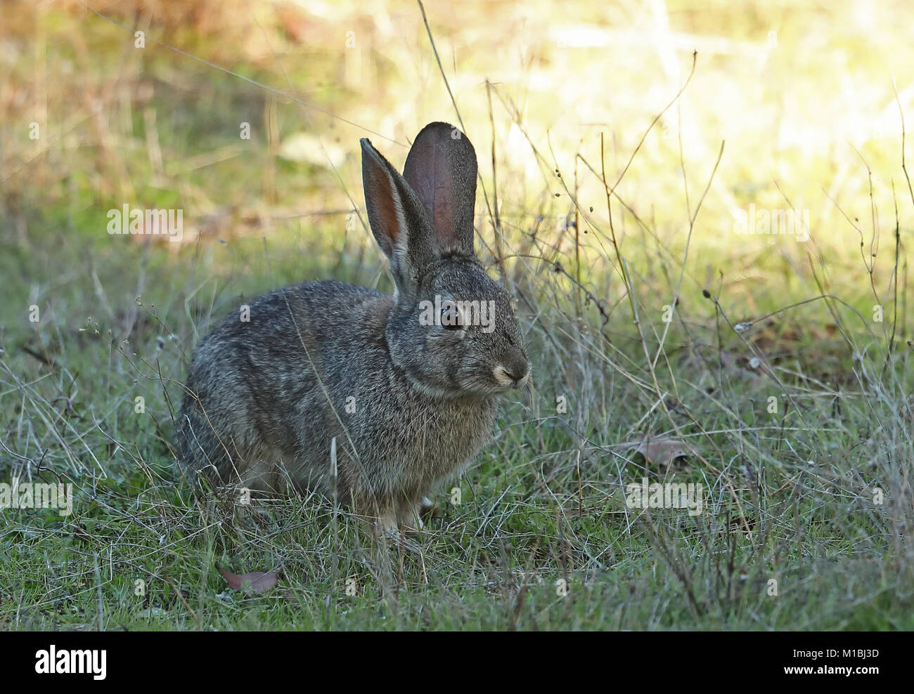 European Rabbit (Oryctolagus cuniculus algirus) male on rough pasture ...