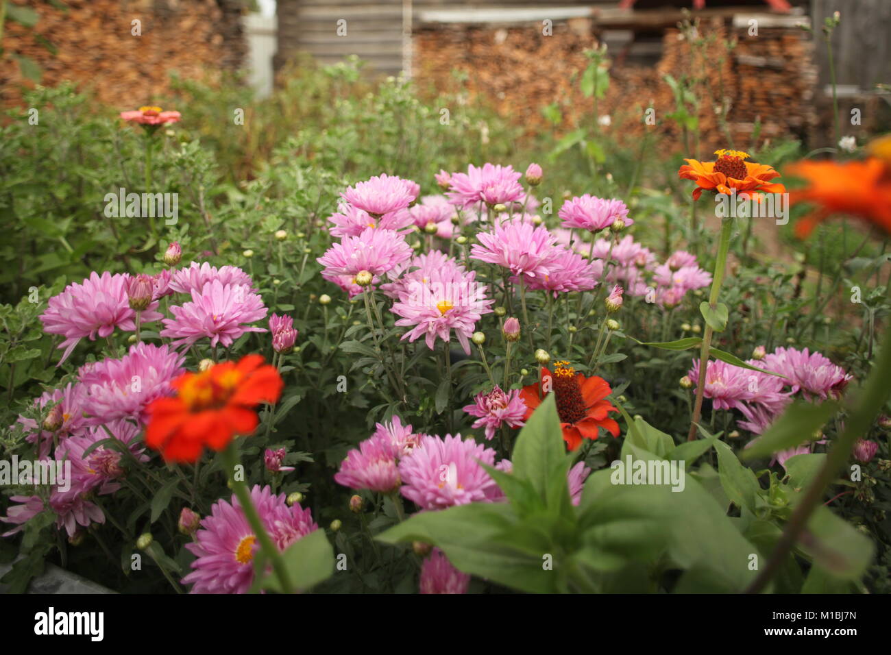bright aster flowers in a rustic garden Stock Photo - Alamy