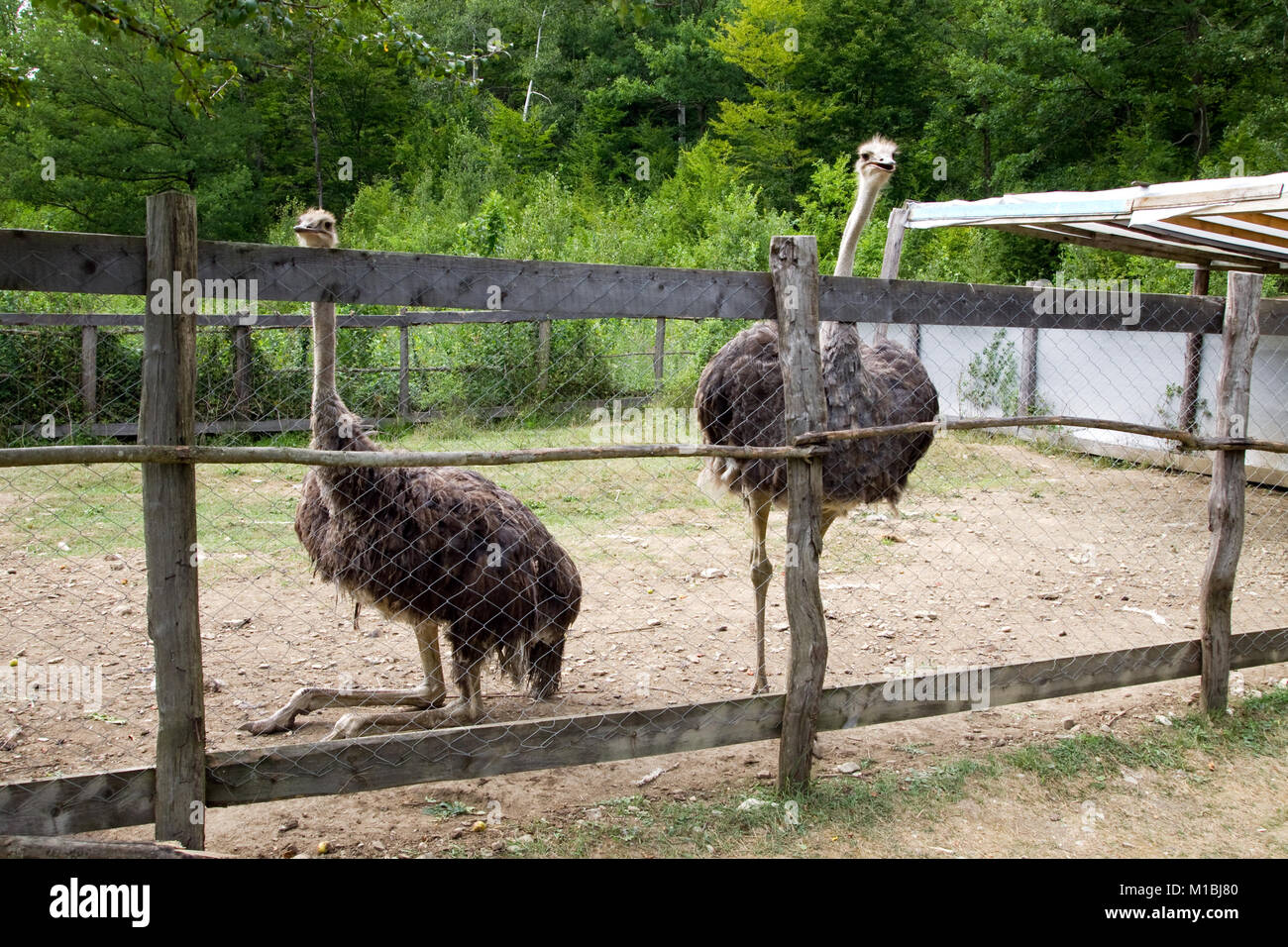 Two ostrich farm in a pen Stock Photo - Alamy