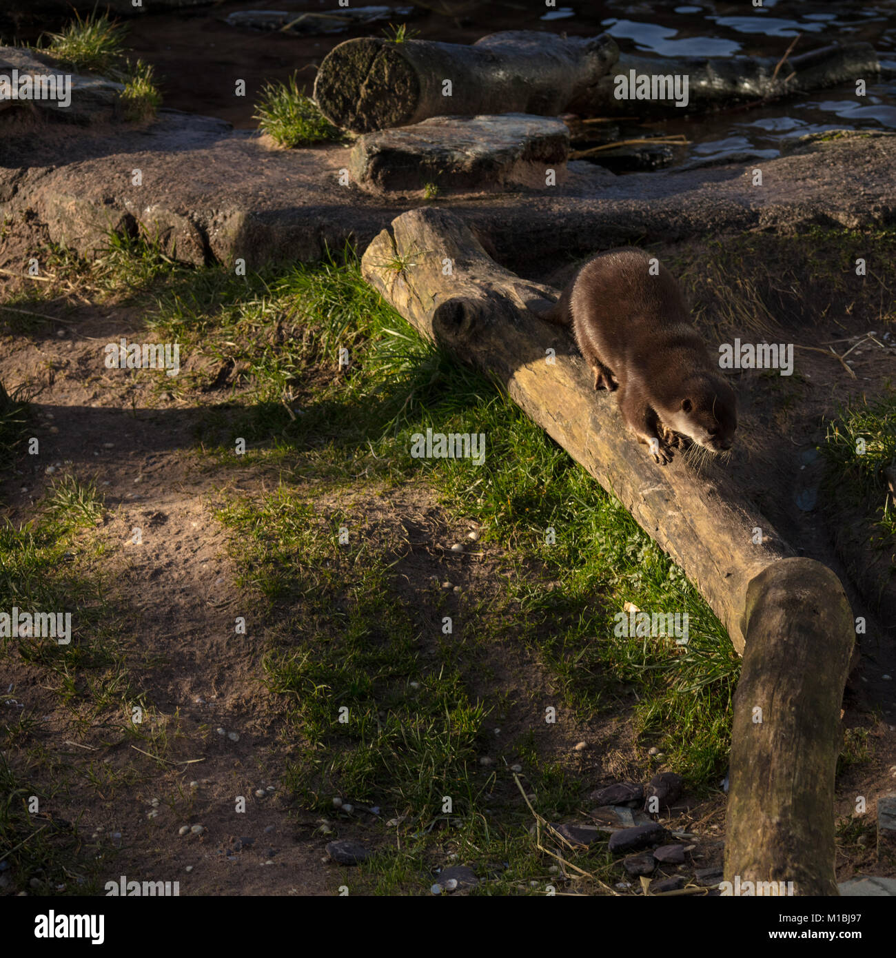 Otter enclosure hi-res stock photography and images - Alamy