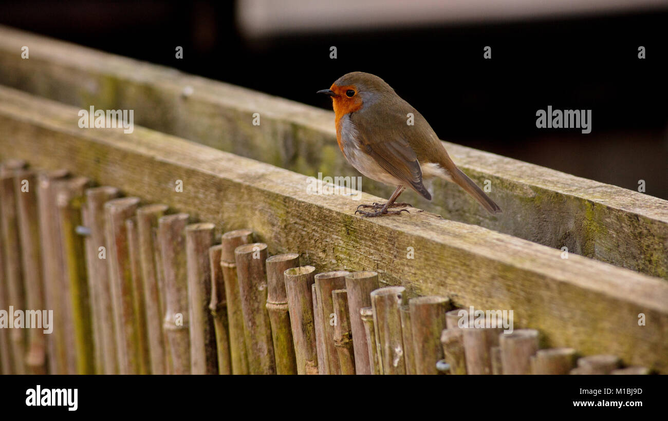 Robin straight on hi-res stock photography and images - Alamy