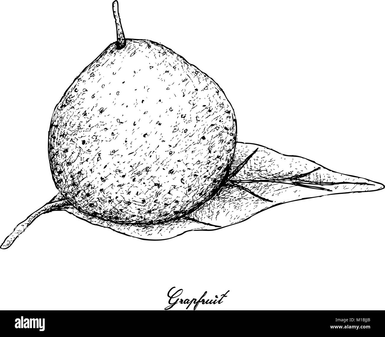 Fruit, Illustration Hand Drawn Sketch of Grapefruit Fruit Isolated on ...