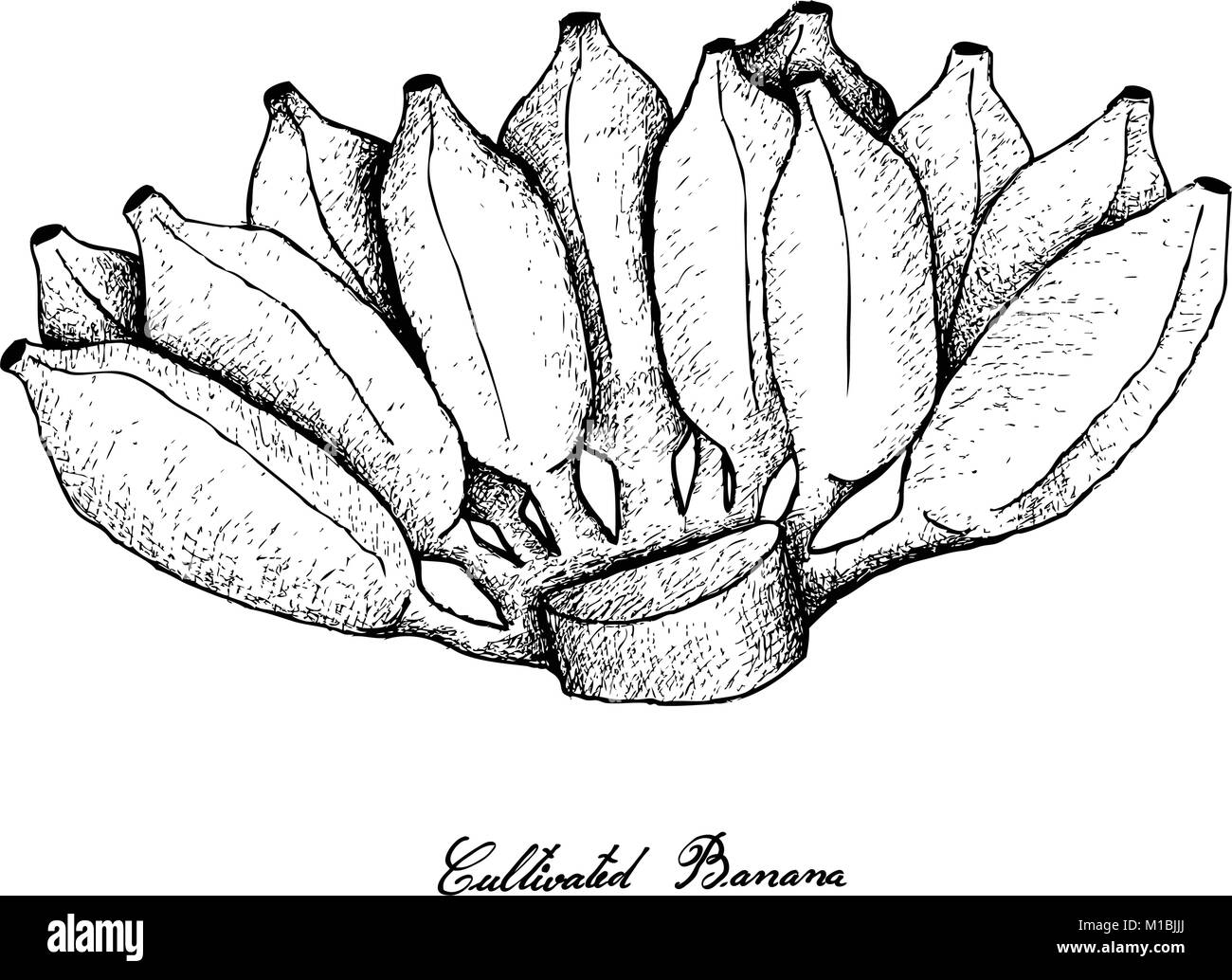 Fresh Fruits, Illustration of Hand Drawn Sketch Bunch of Wild Bananas ...
