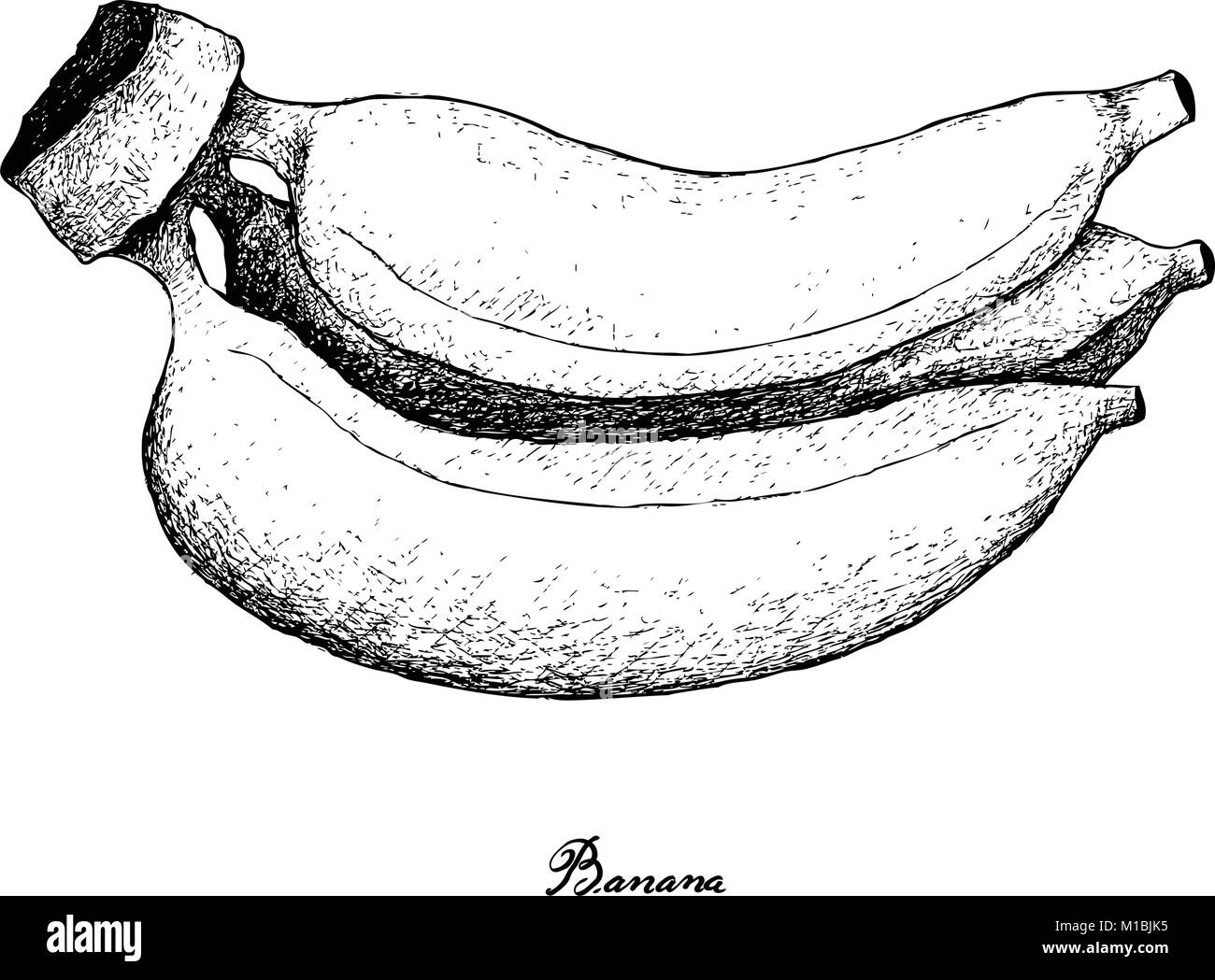 Fruit, Illustration Hand Drawn Sketch of Fresh Ripe and Sweet Banana ...