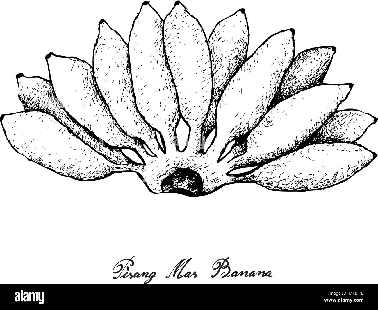 Pisang mas Black and White Stock Photos & Images - Alamy