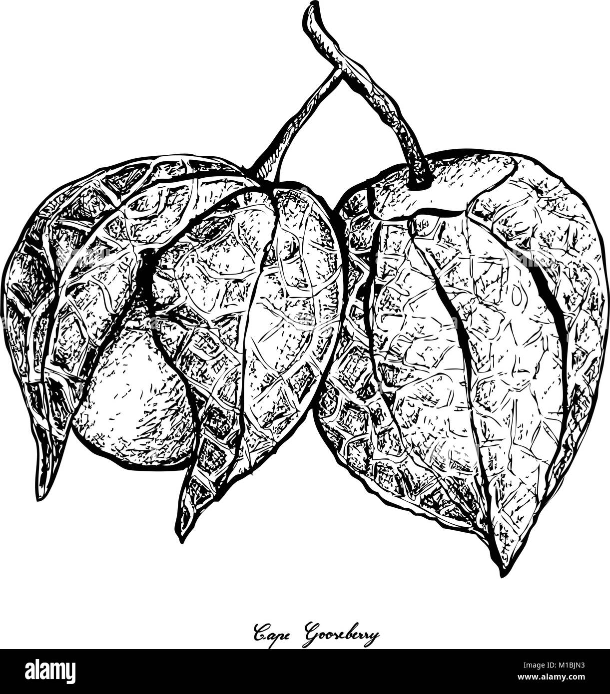 Goldenberry Black and White Stock Photos & Images - Alamy