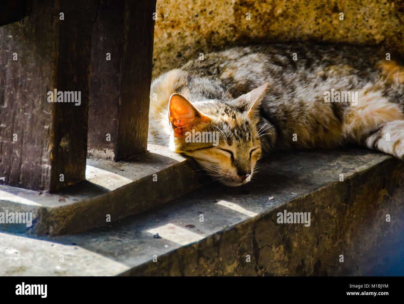 Cat nappping hi-res stock photography and images - Alamy