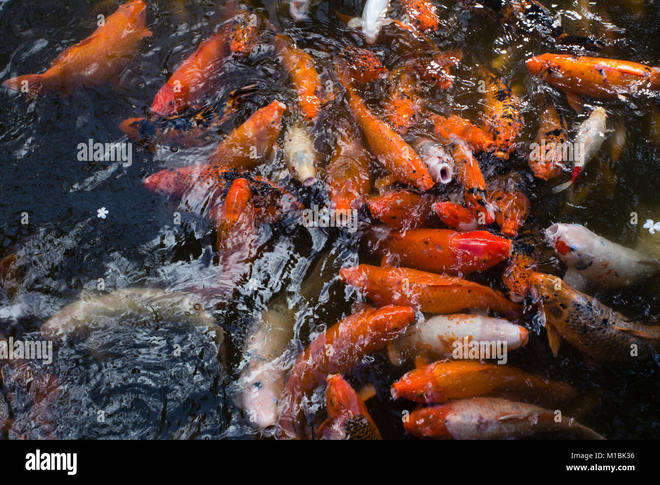 Byodoin temples hi-res stock photography and images - Alamy