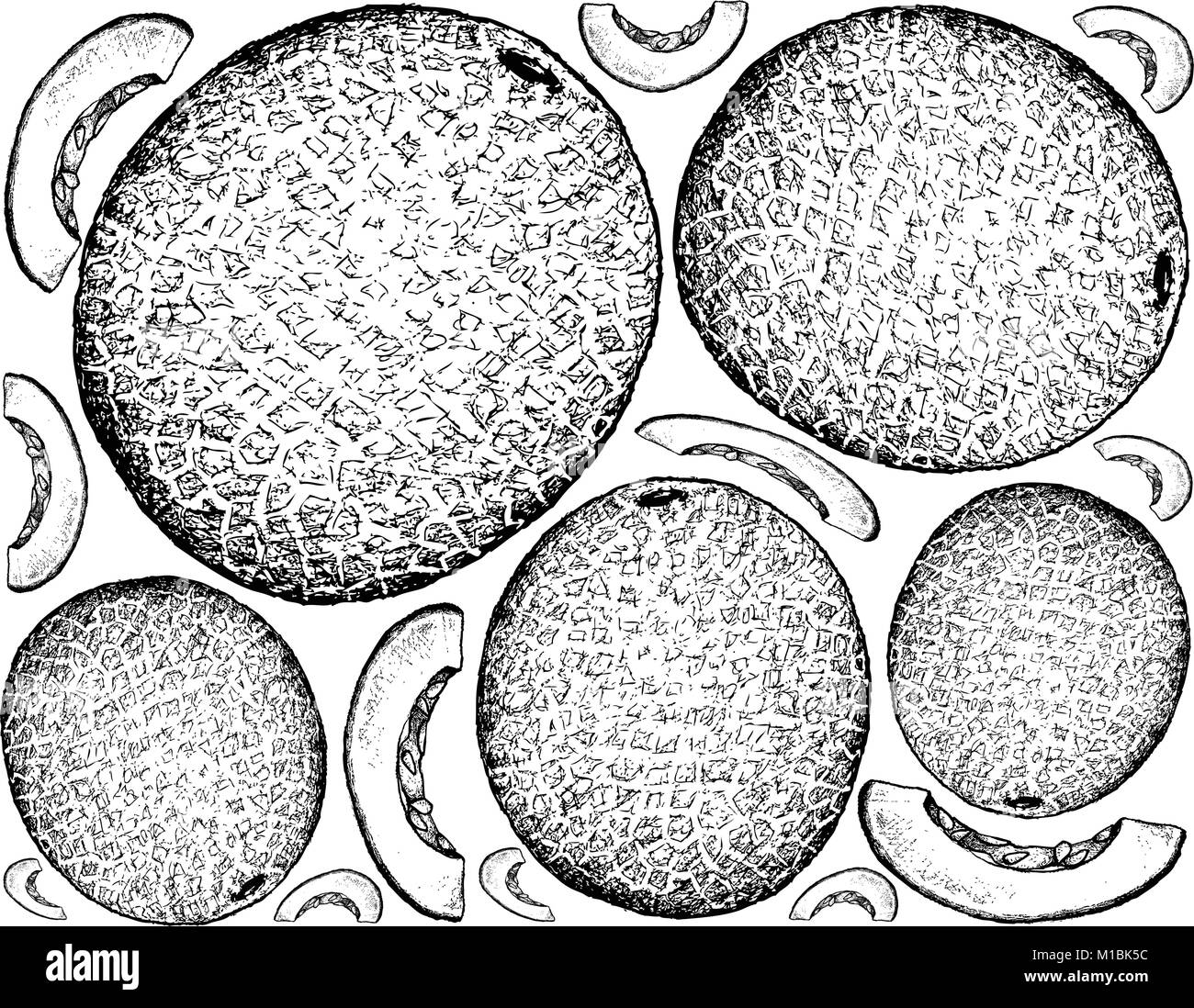 Fruit, Illustration Background of Hand Drawn Sketch of Cantaloupe ...