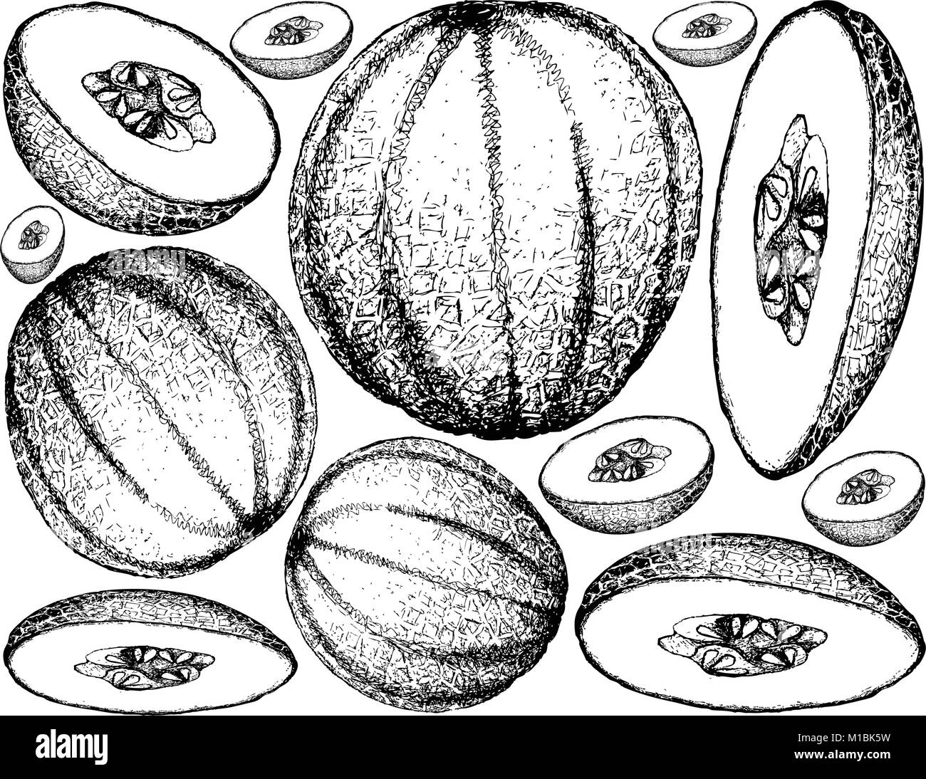 Fruit, Illustration Background of Hand Drawn Sketch of Cantaloupe ...