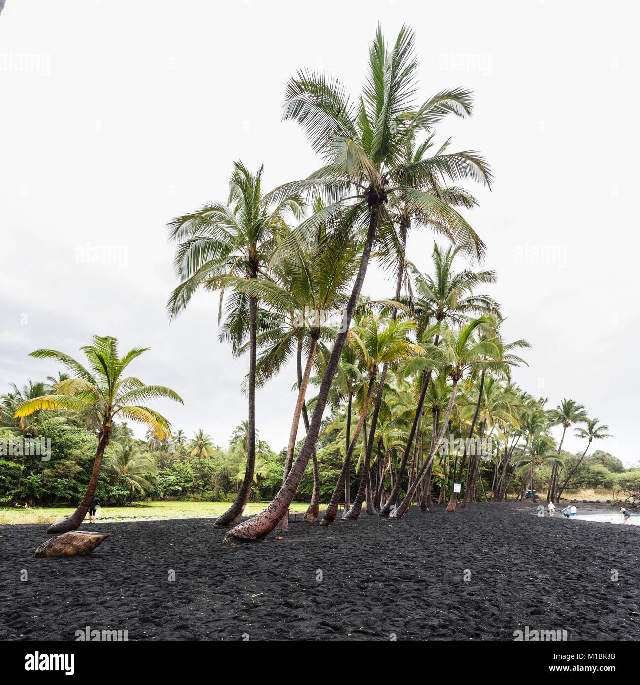 Punaluu (Punalu'u) black sand beach of Big Island, Hawaii Stock Photo ...