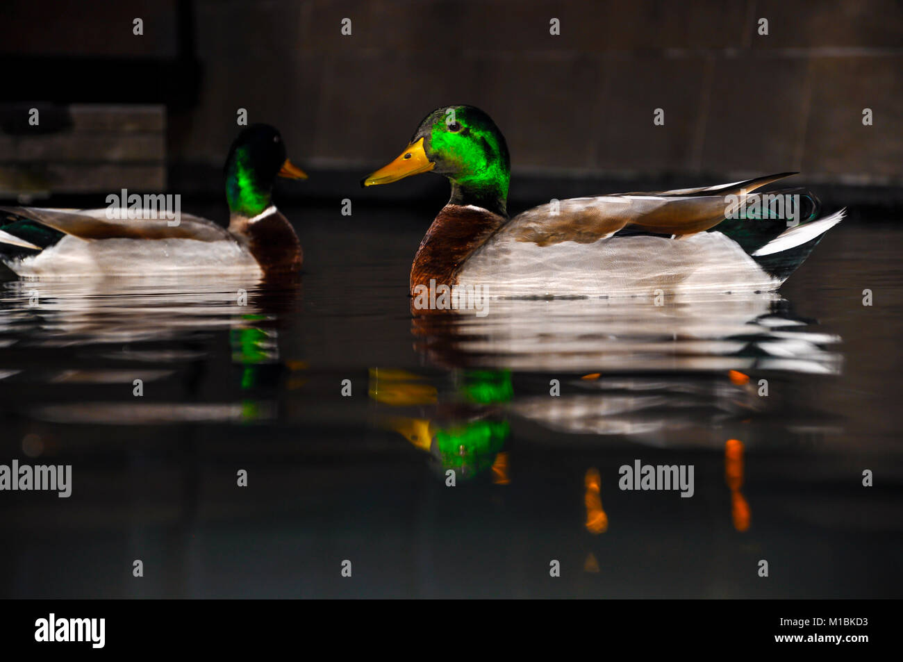 Pair of ducks swimming at night in a city fountain Stock Photo - Alamy