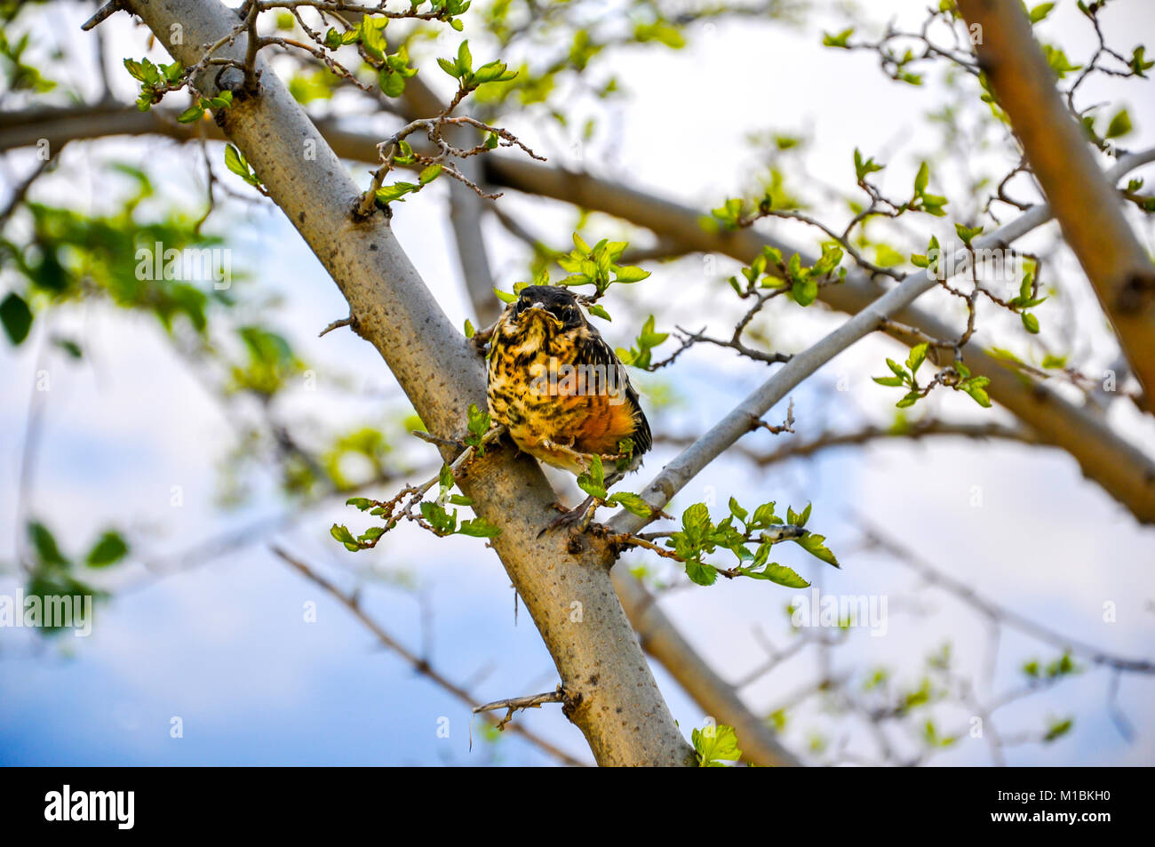 Savannah sparrow chick sitting on a tree branch Stock Photo - Alamy
