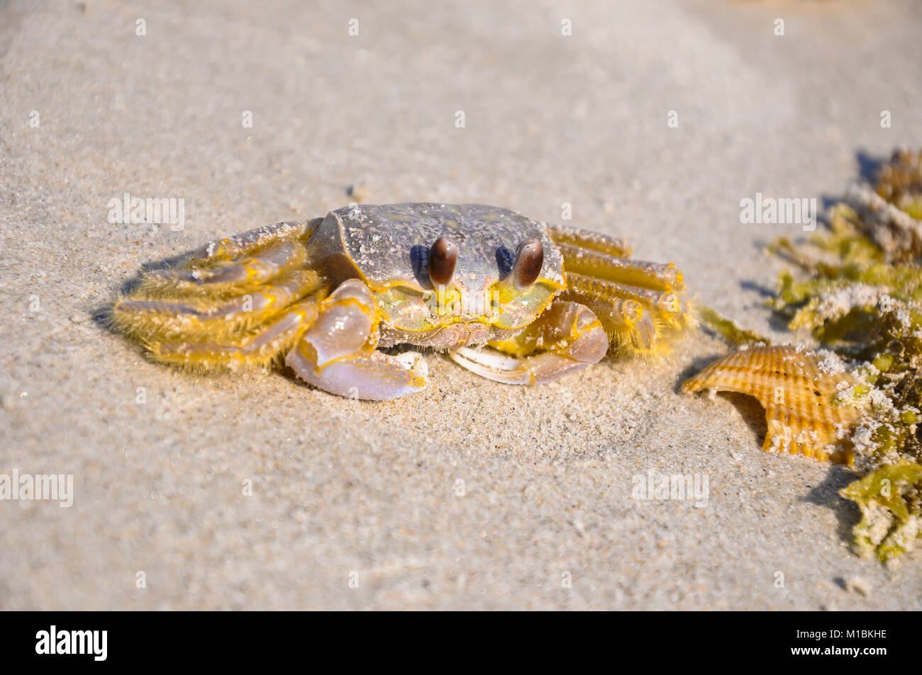 Atlantic ghost crab - Ocypode quadrata (sand crab) - sitting on beach ...