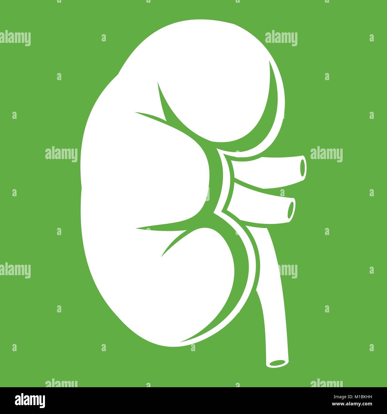 Kidney icon green Stock Vector Image & Art - Alamy