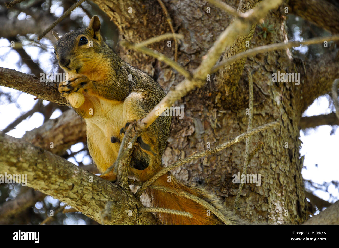 Peanut tree hi-res stock photography and images - Alamy
