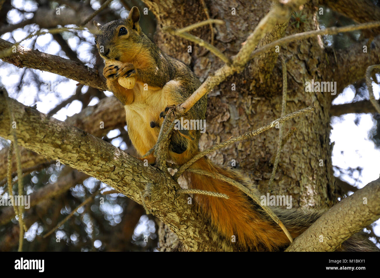 Peanut tree hi-res stock photography and images - Alamy