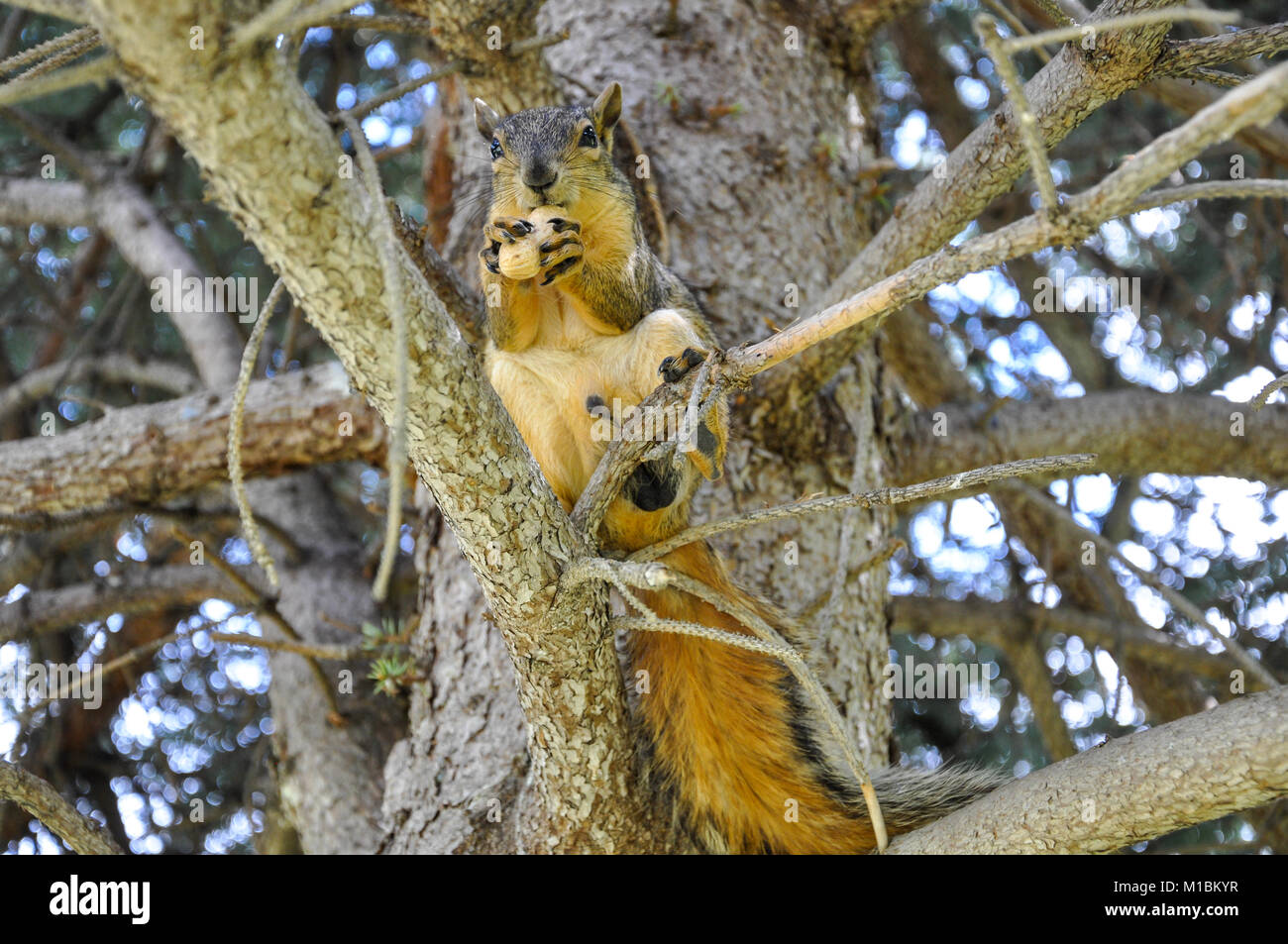 Peanut tree hi-res stock photography and images - Alamy