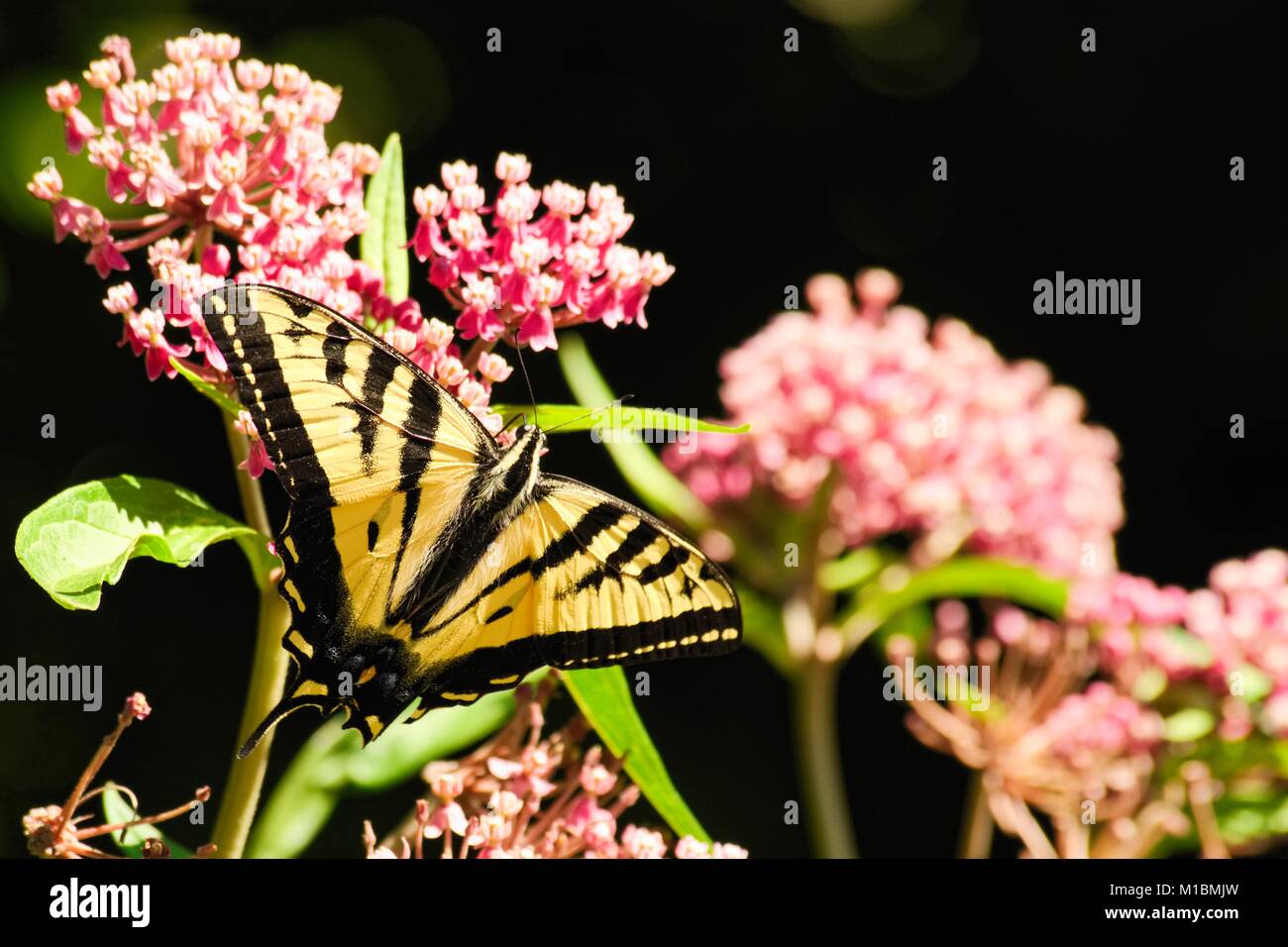 Oregon Swallowtail on Black Stock Photo - Alamy
