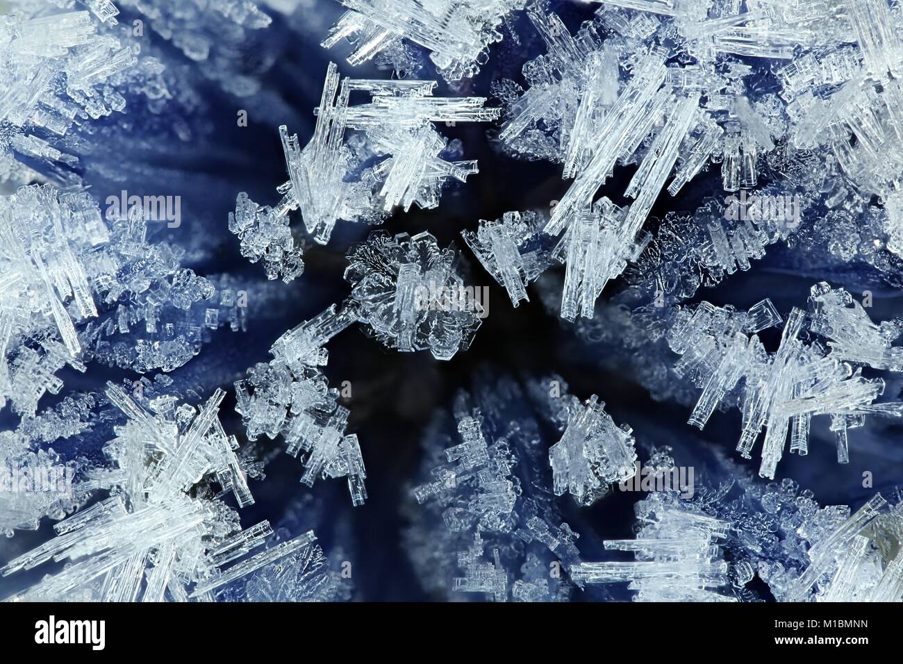 Beautiful flower frozen ice hi-res stock photography and images - Alamy