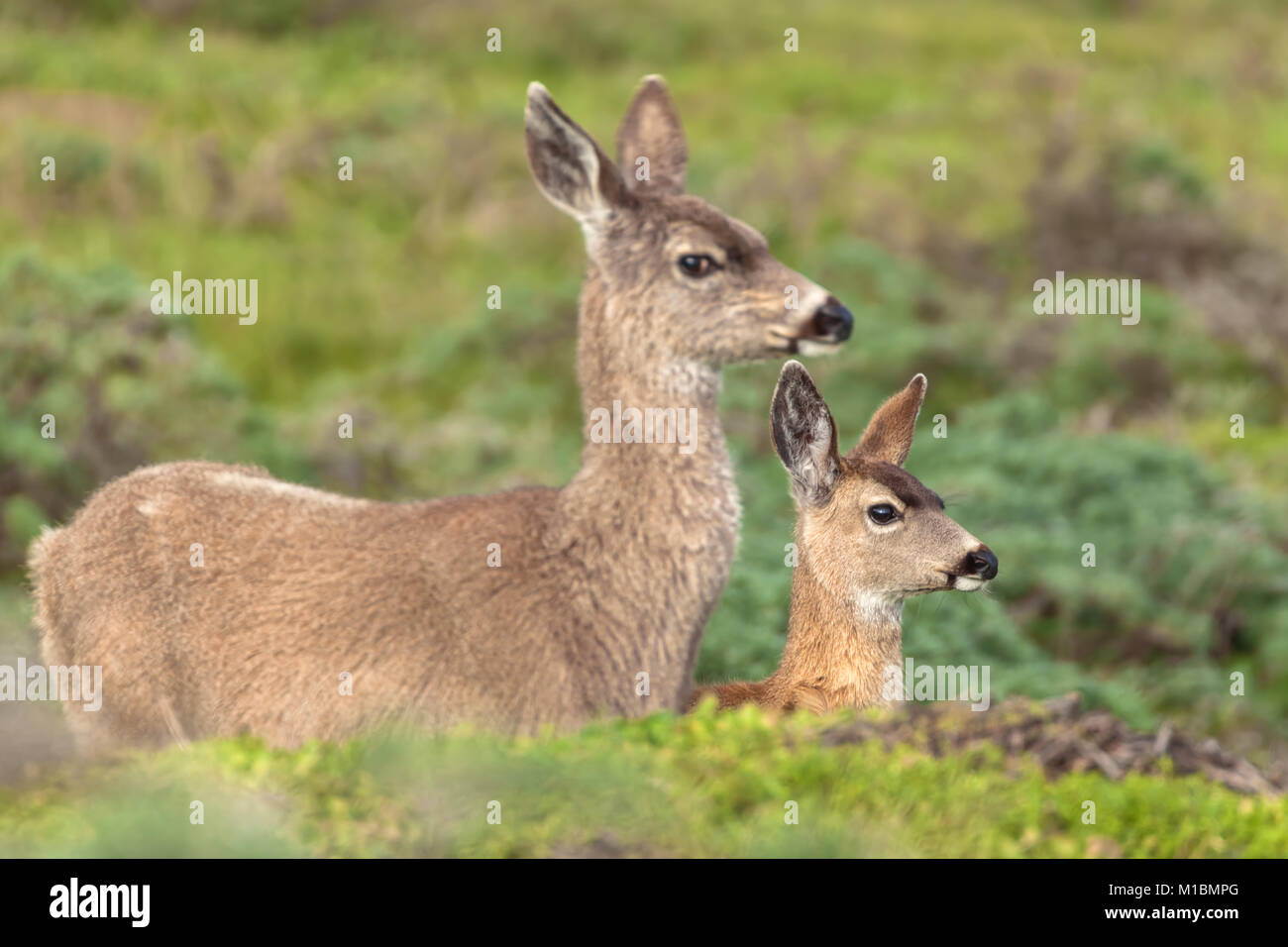 Female mule deer (Odocoileus hemionus) and her young, Point Reyes ...