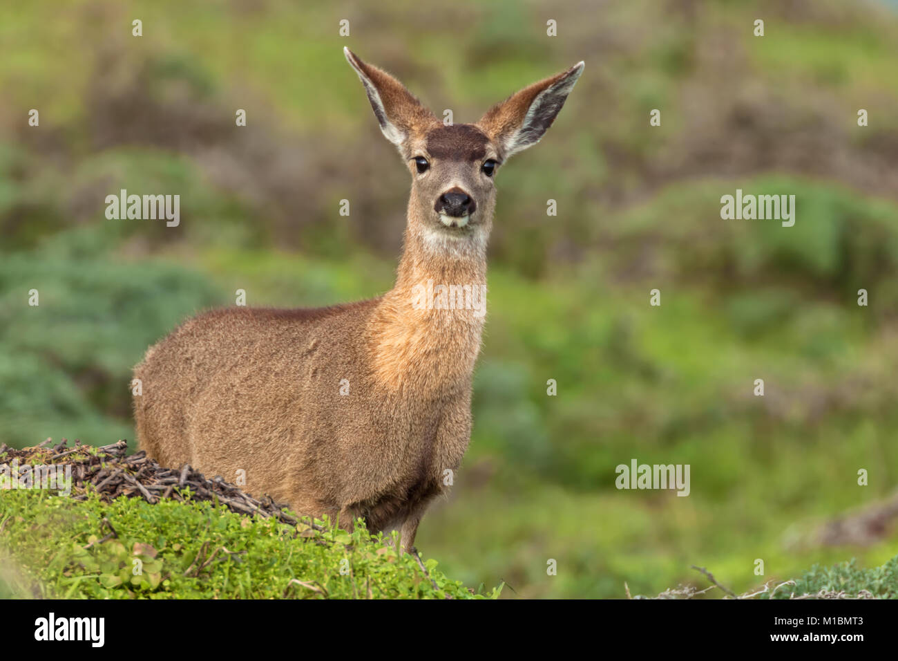A young mule deer (Odocoileus hemionus) in Point Reyes National ...