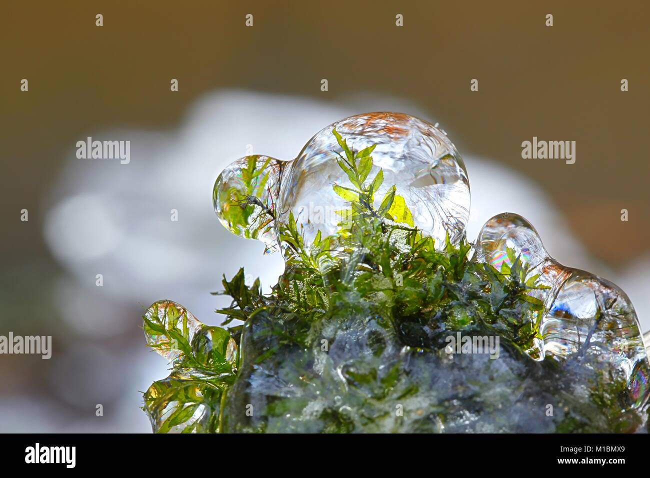 Frozen moss inside clear transparent ice Stock Photo - Alamy