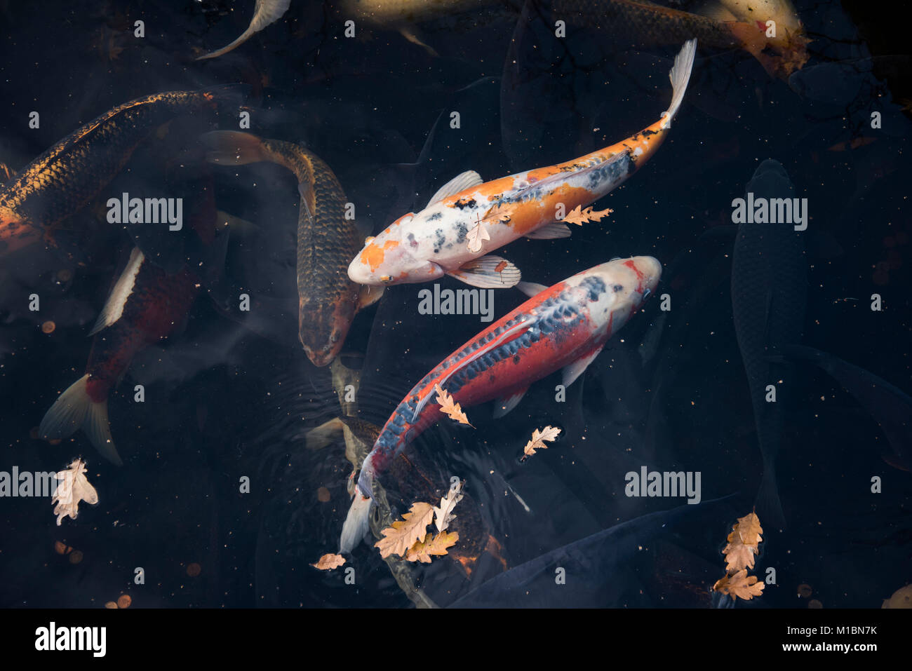 Koi carp fish pond hi-res stock photography and images - Alamy