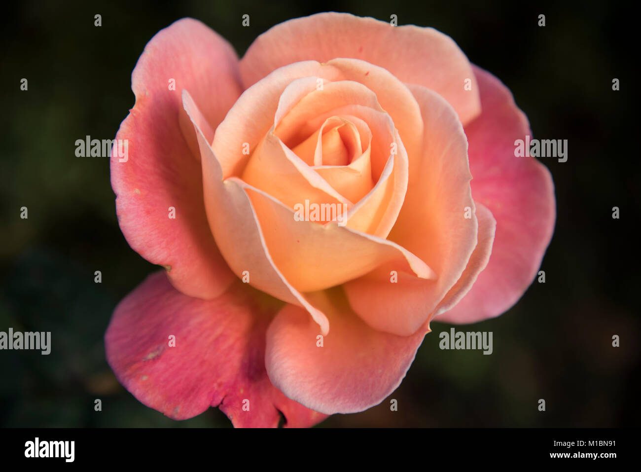 Peach rose bush hi-res stock photography and images - Alamy
