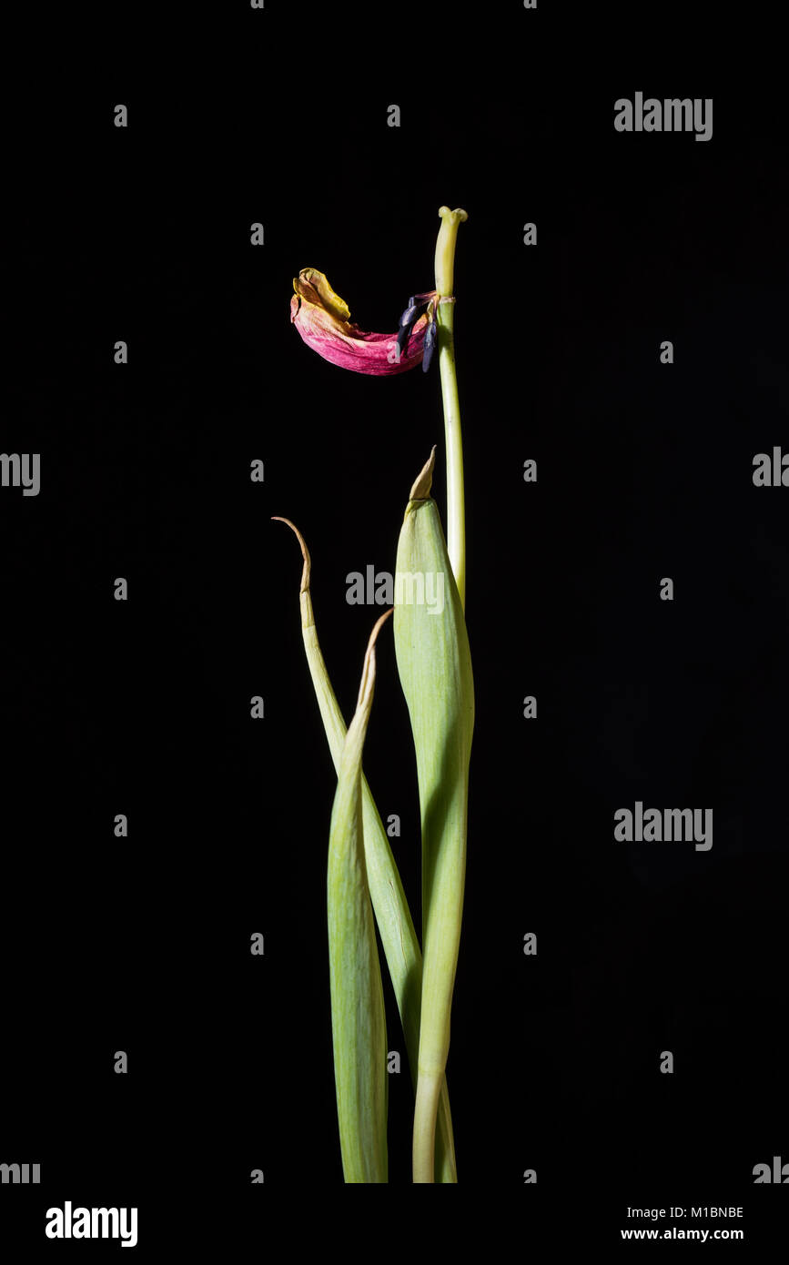 Tulip decay hi-res stock photography and images - Alamy