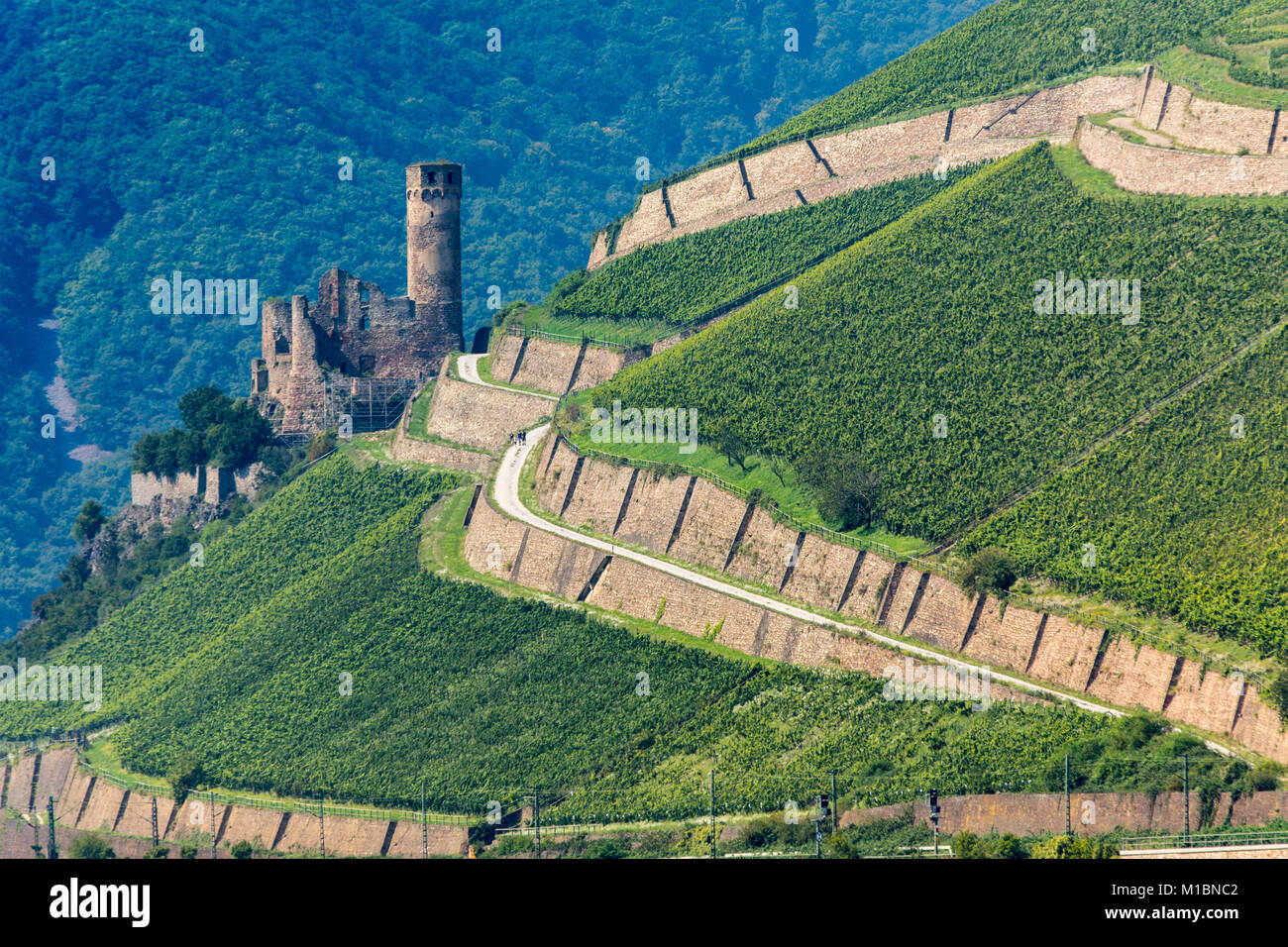 Ruin of Ehrenfels Castle in the Upper Middle Rhine Valley, vineyards ...