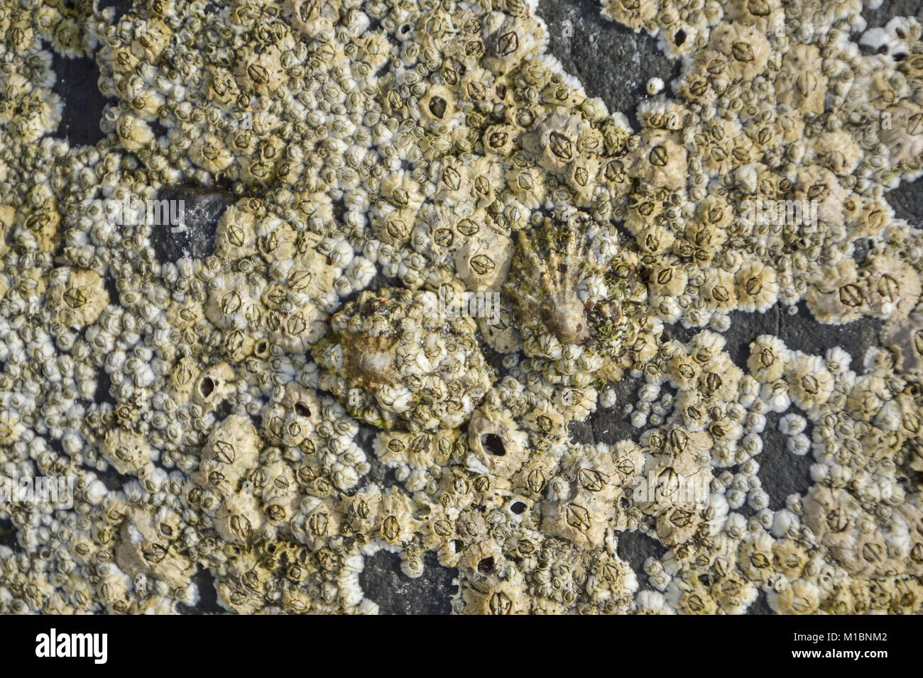 Shells on rocks Stock Photo - Alamy