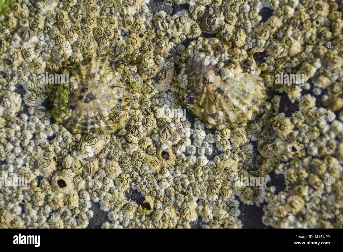 Shells on rocks Stock Photo - Alamy