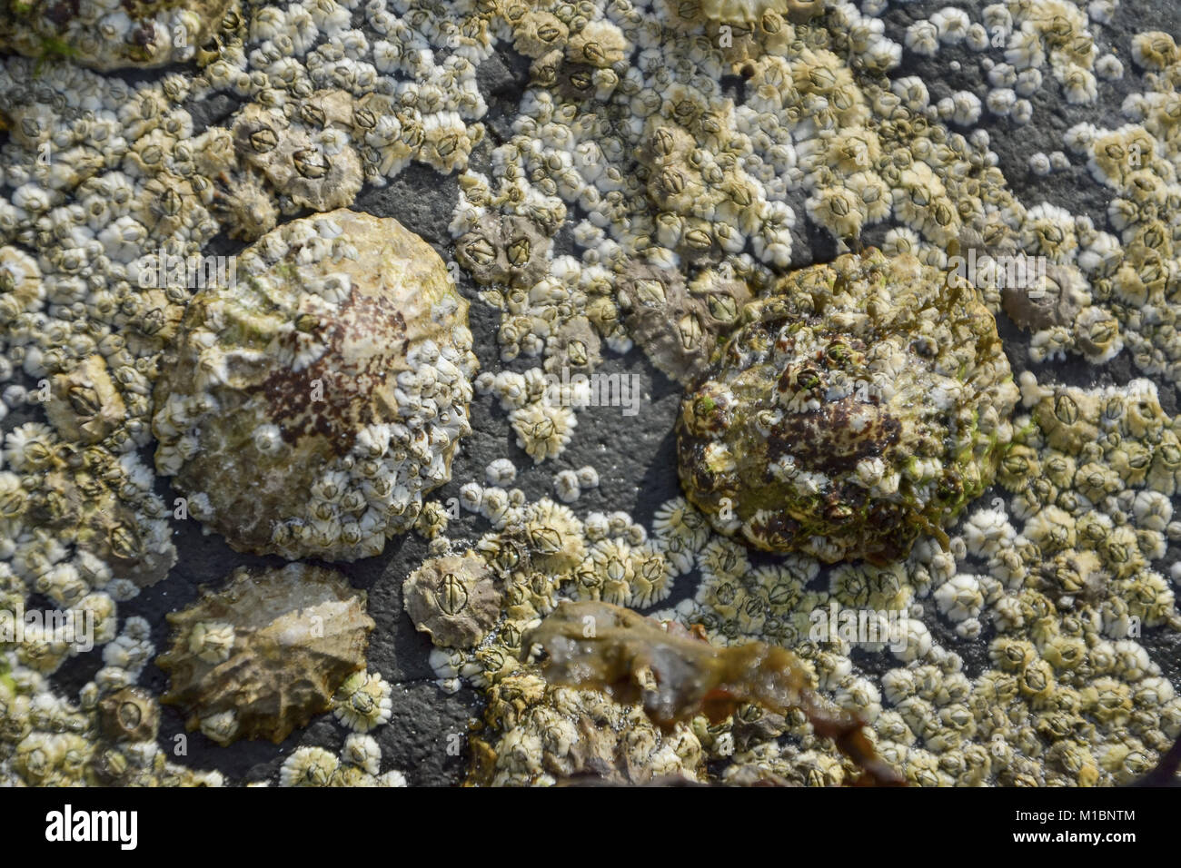Shells on rocks Stock Photo - Alamy