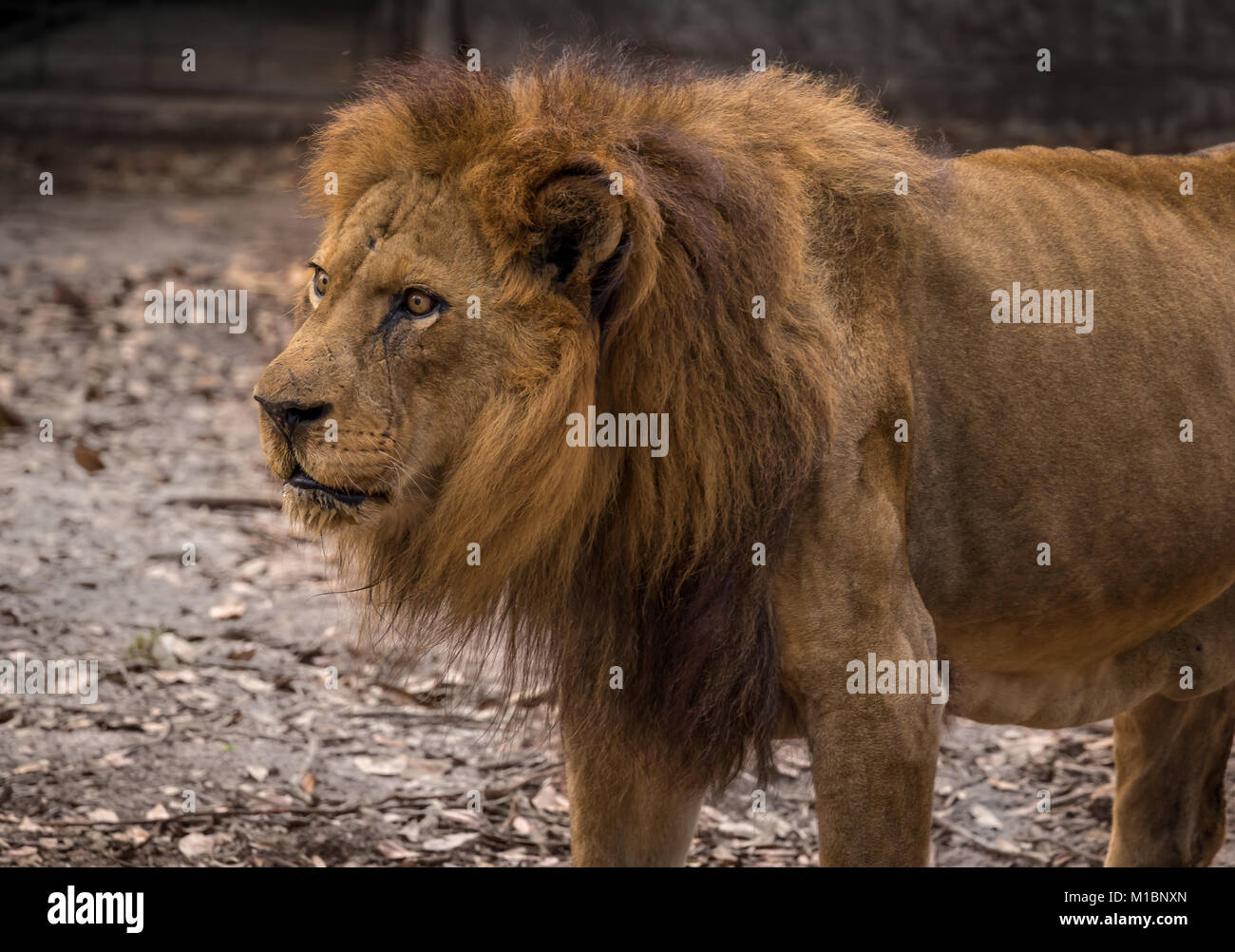 King of the jungle Stock Photo - Alamy