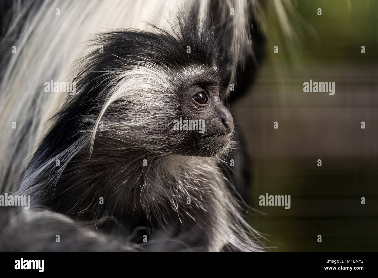 baby colobus monkey Stock Photo - Alamy