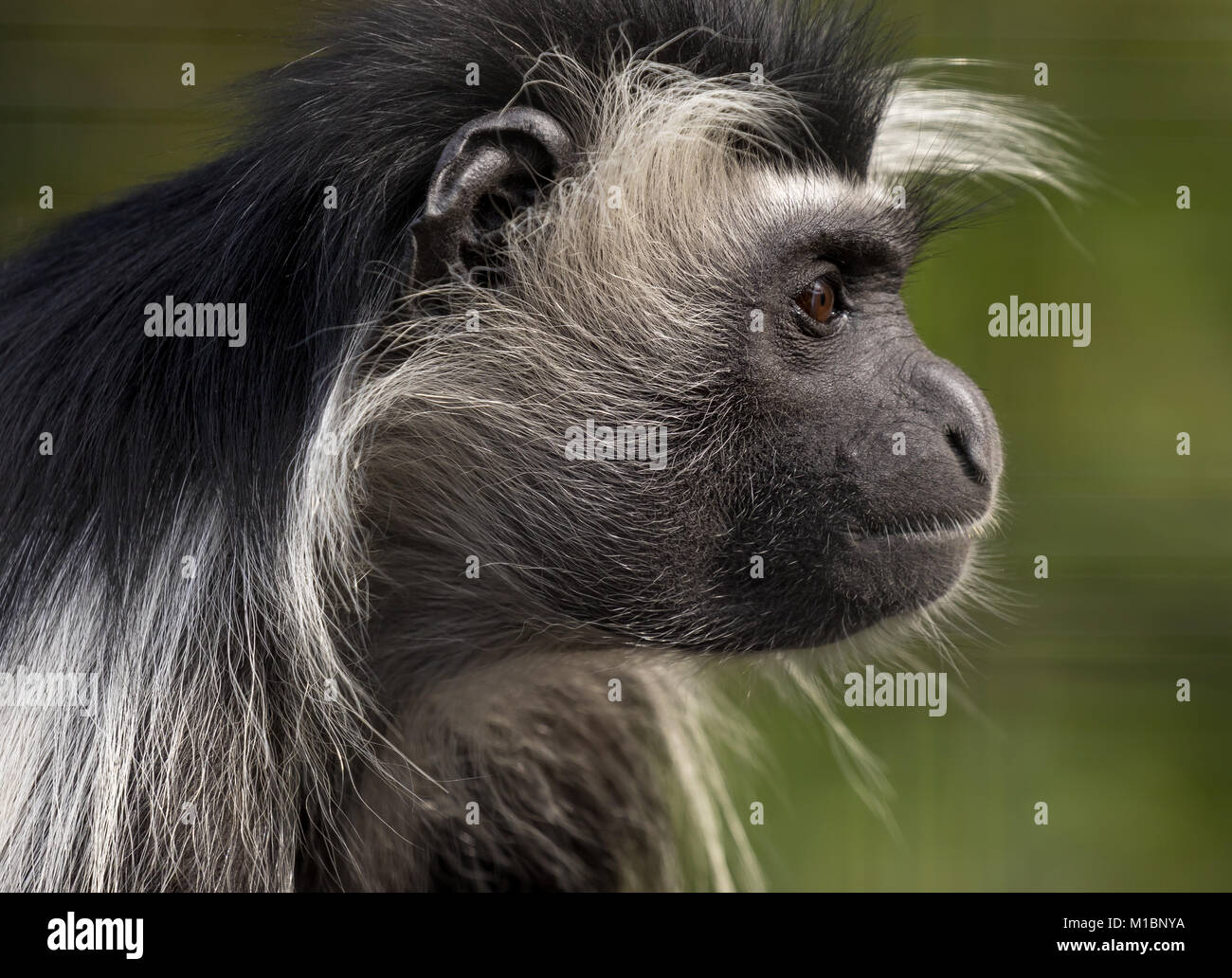 Angolan black white colobus colobus hi-res stock photography and images ...