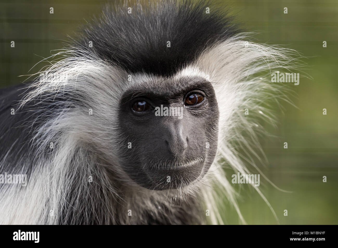 Full face frontal hi-res stock photography and images - Alamy