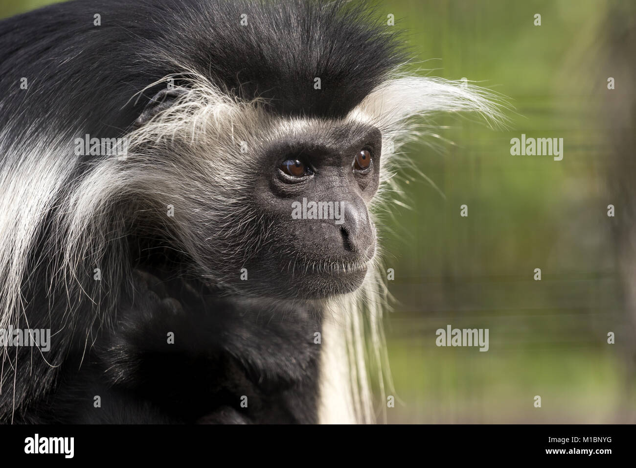 Emotional monkey hi-res stock photography and images - Alamy