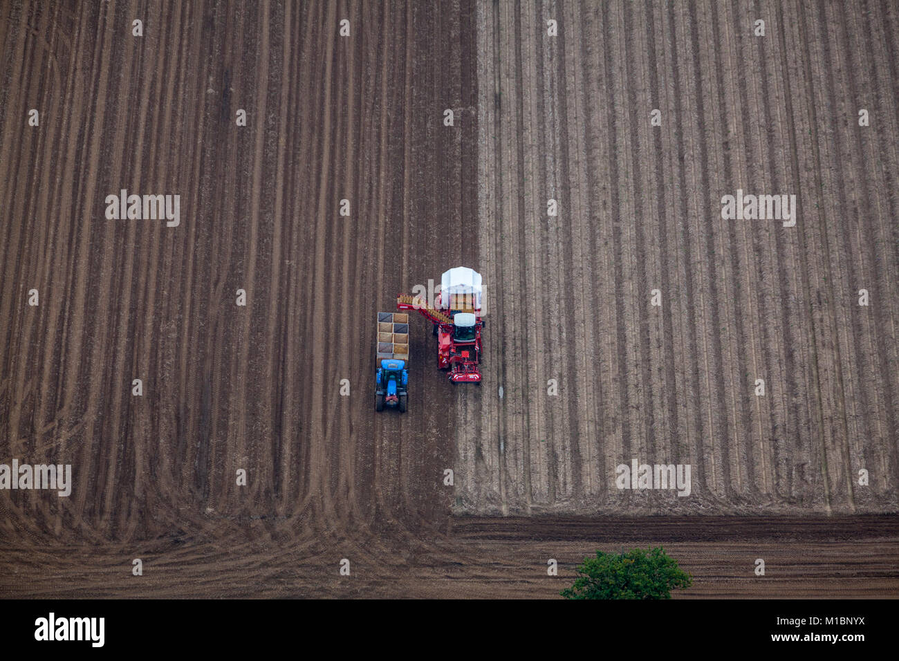 Aerial view of potato harvesting, farming, near the village of Eye ...