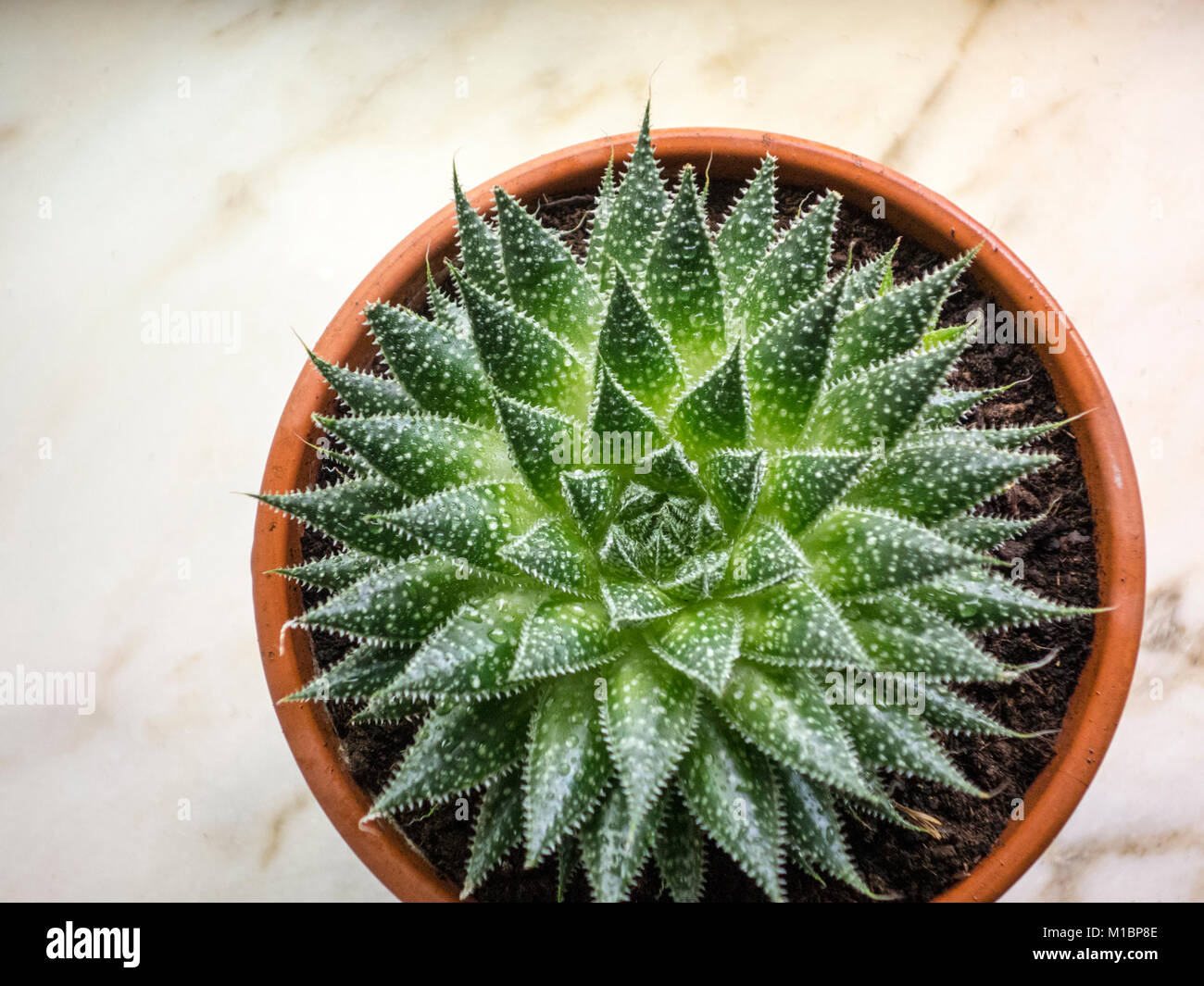 Aloe plant in flower pot Stock Photo - Alamy
