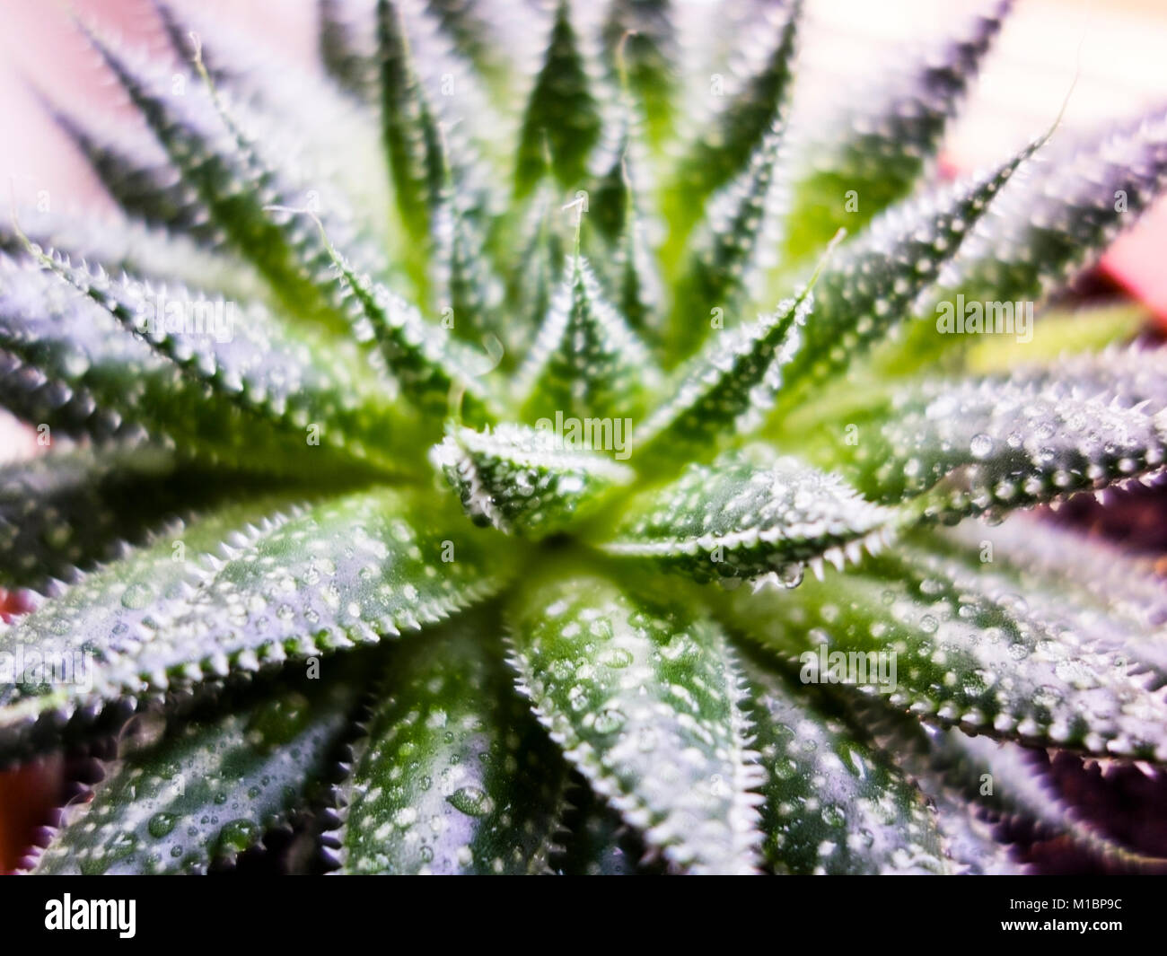 Aloe plant close-up Stock Photo - Alamy