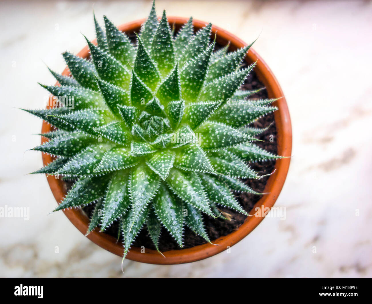 Plant from above hi-res stock photography and images - Alamy