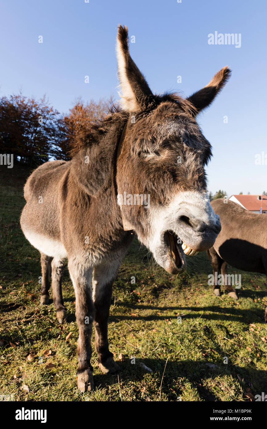 A gray donkey is screaming around in Switzerland Stock Photo - Alamy