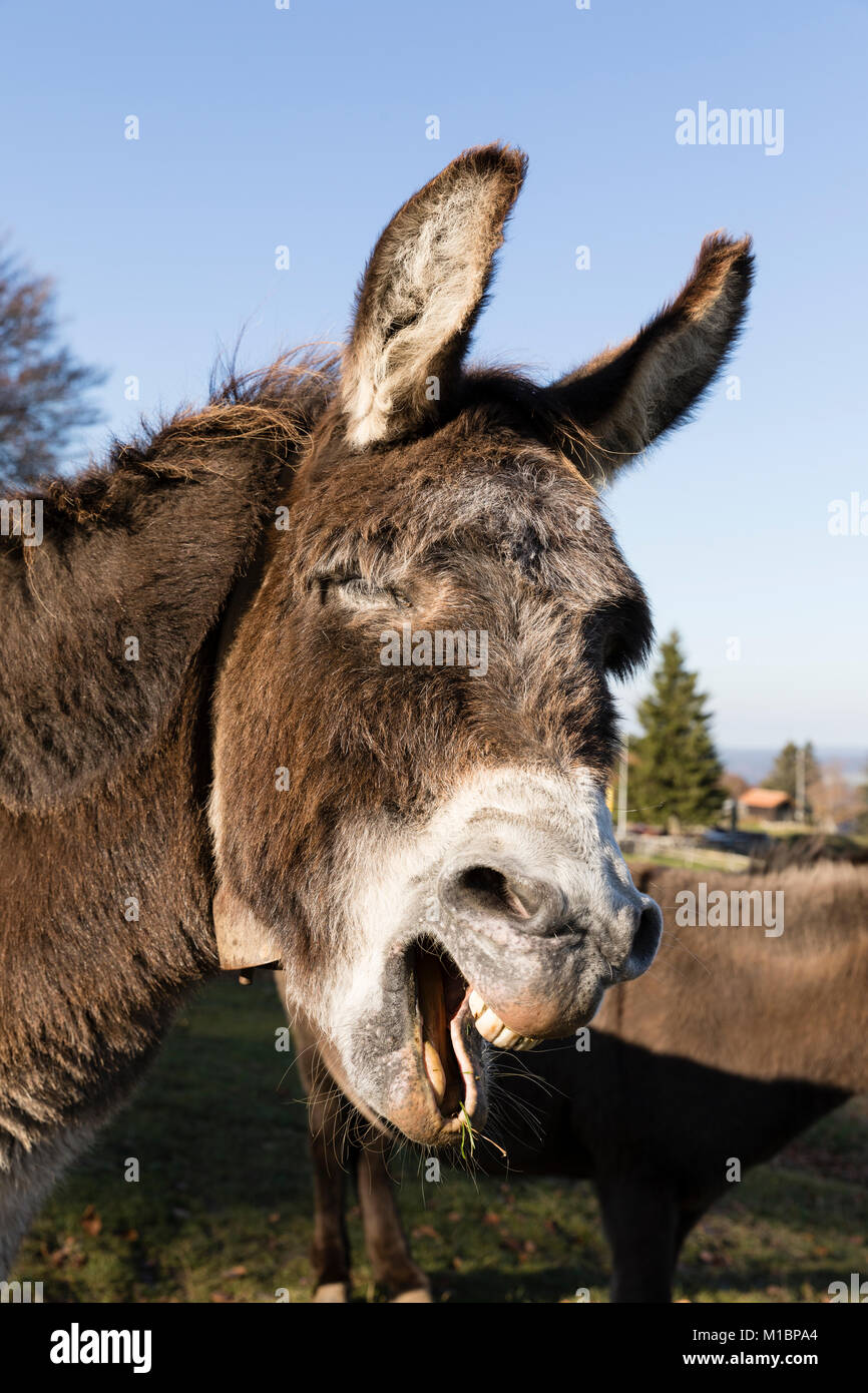 A gray donkey is screaming around in Switzerland Stock Photo - Alamy