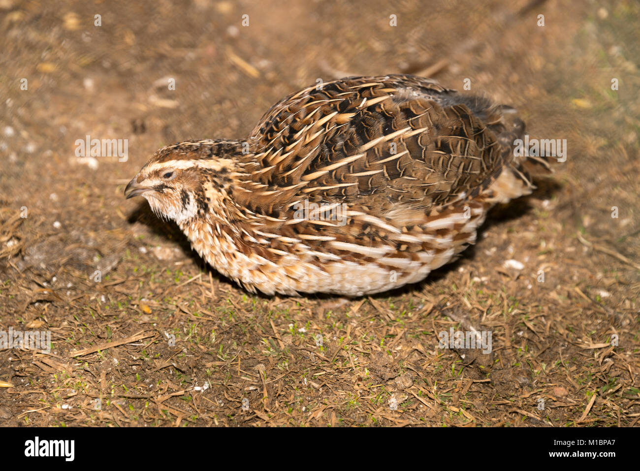 Grey hungarian english partridge hi-res stock photography and images ...