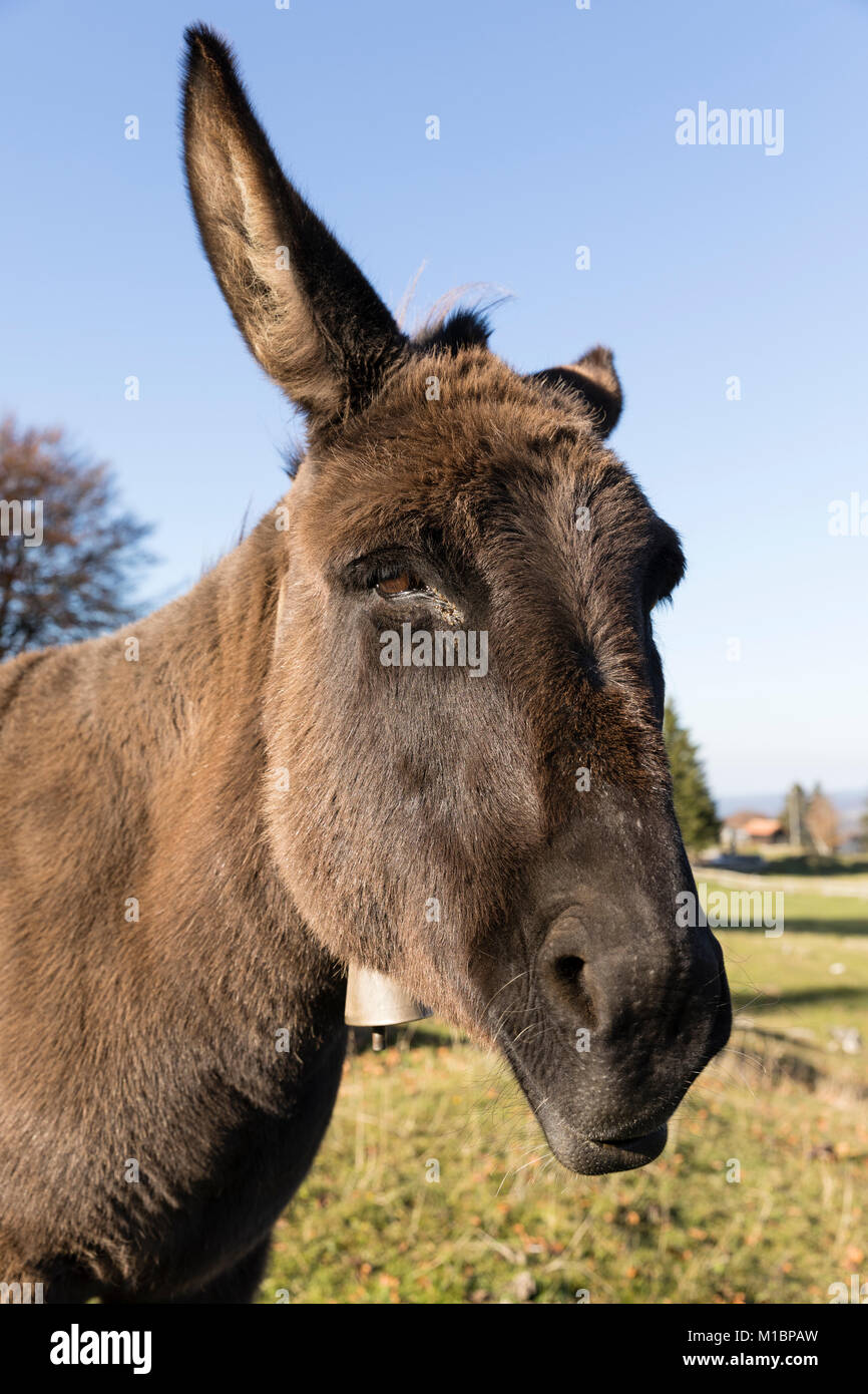 Portrait of a gray donkey looking into the camera, Switzerland Stock ...