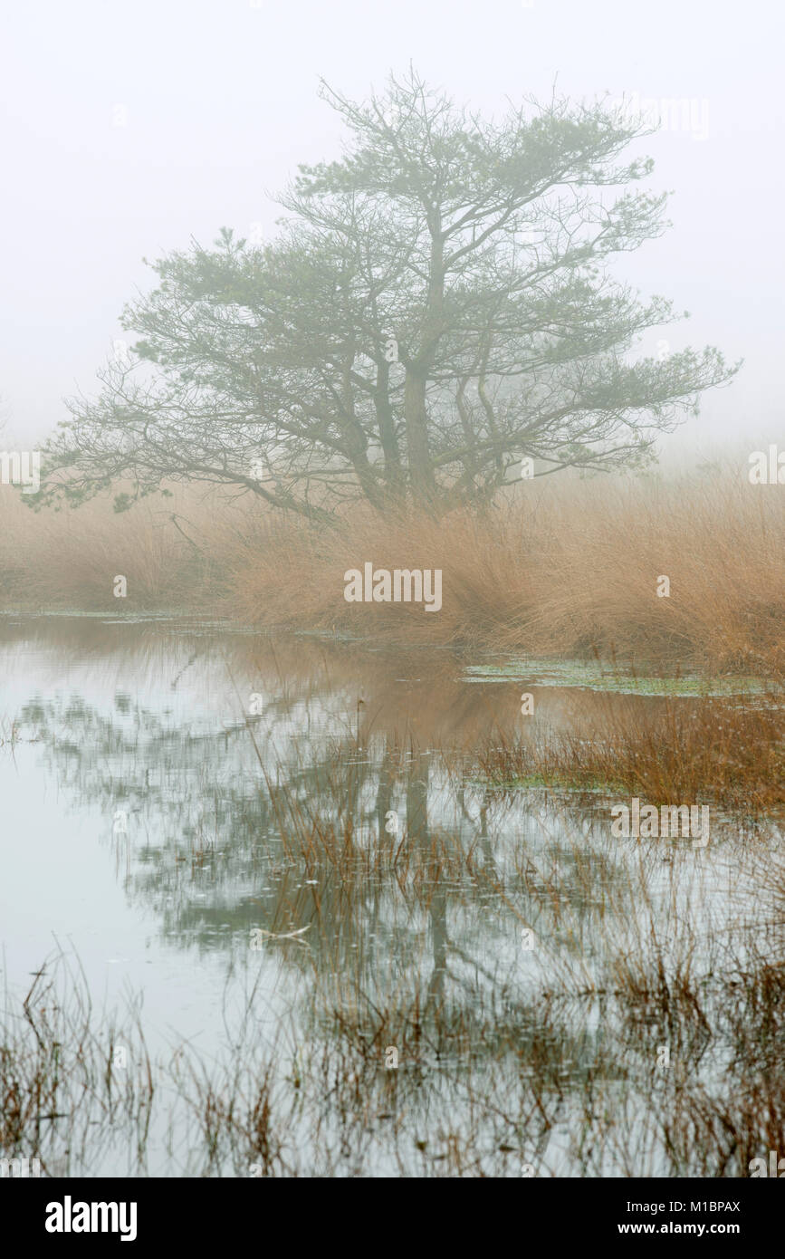 Foggy marsh hi-res stock photography and images - Alamy